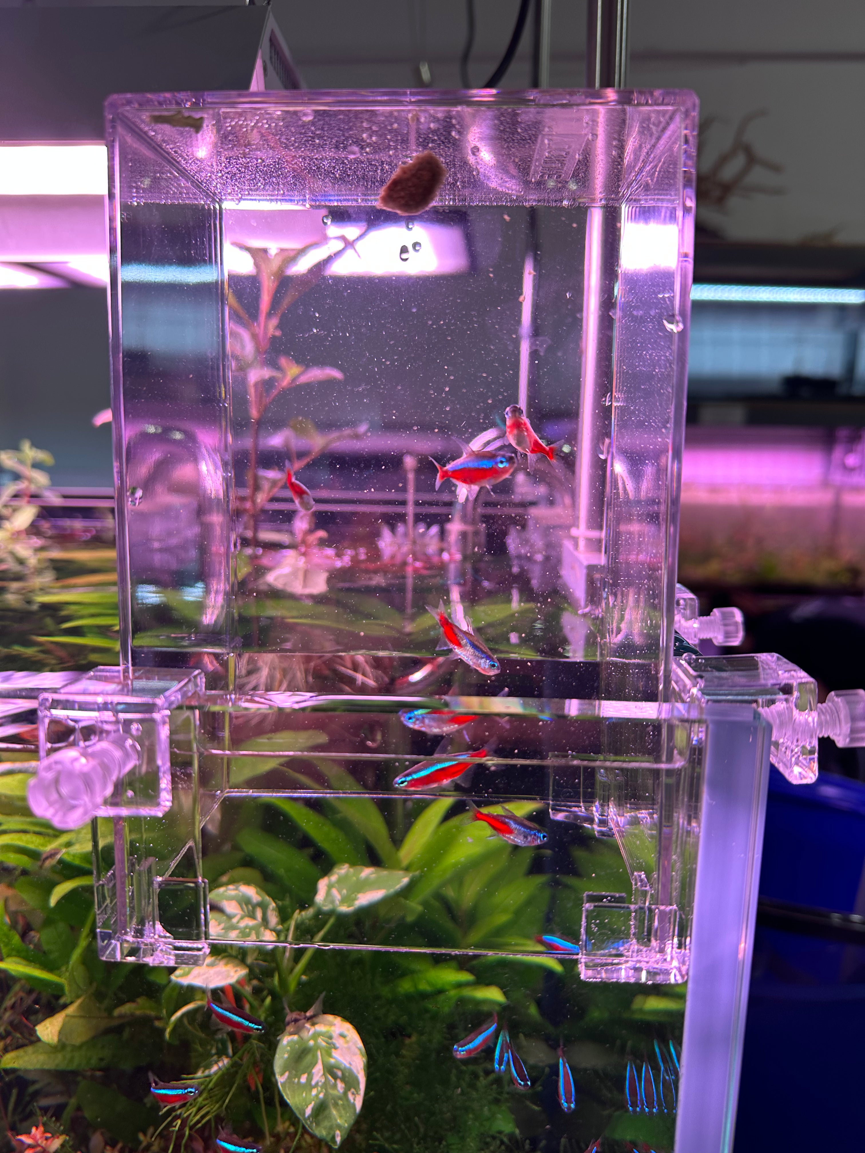 Aquarium Extender – Aqua Rocks Colorado